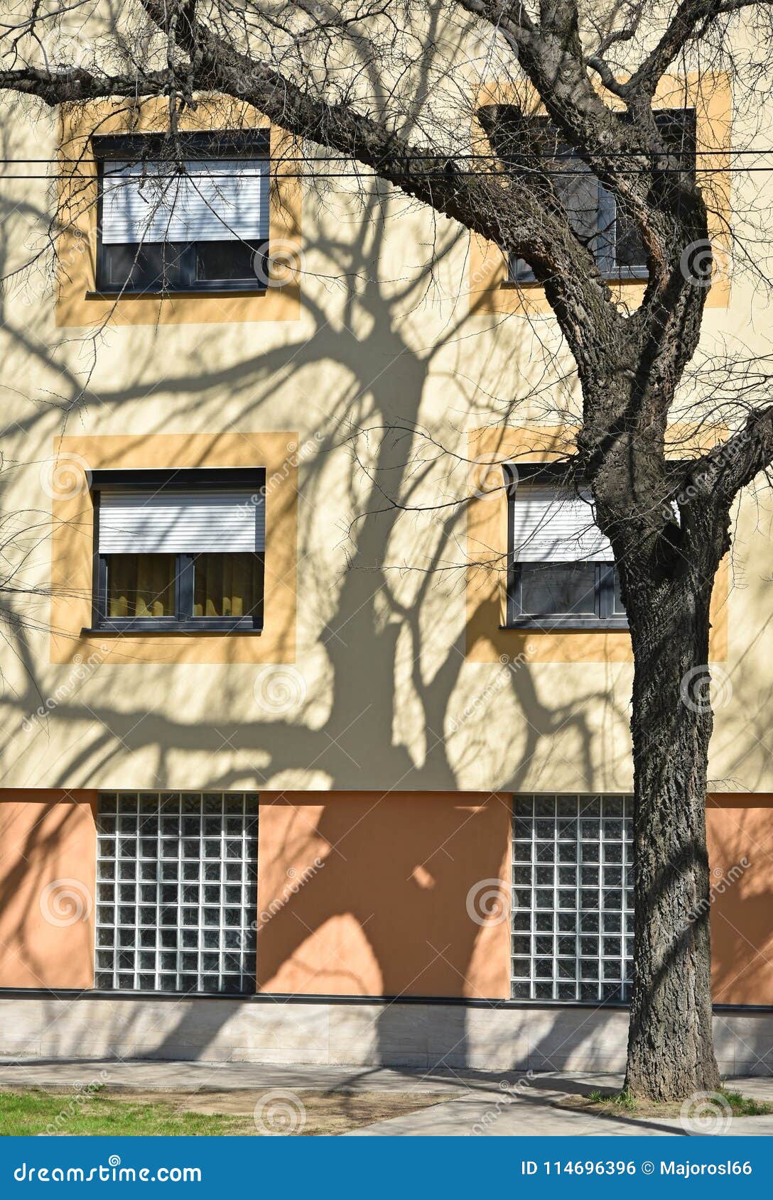 Shadow of a Tree on the Wall of a Building Stock Photo - Image of ...