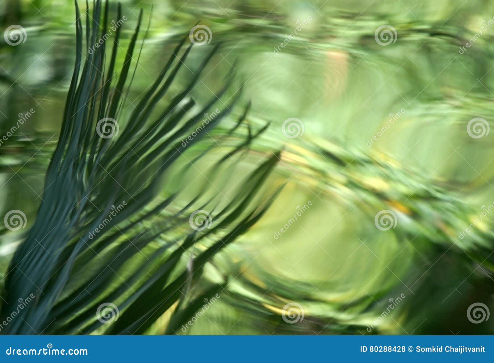 Shadow of tree on water stock photo. Image of calmness - 80288428