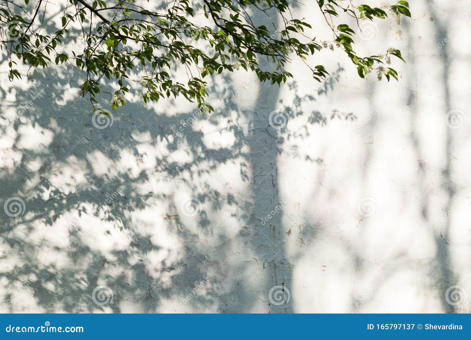 Shadow of Tree on the White Wall Stock Image - Image of forest, season ...