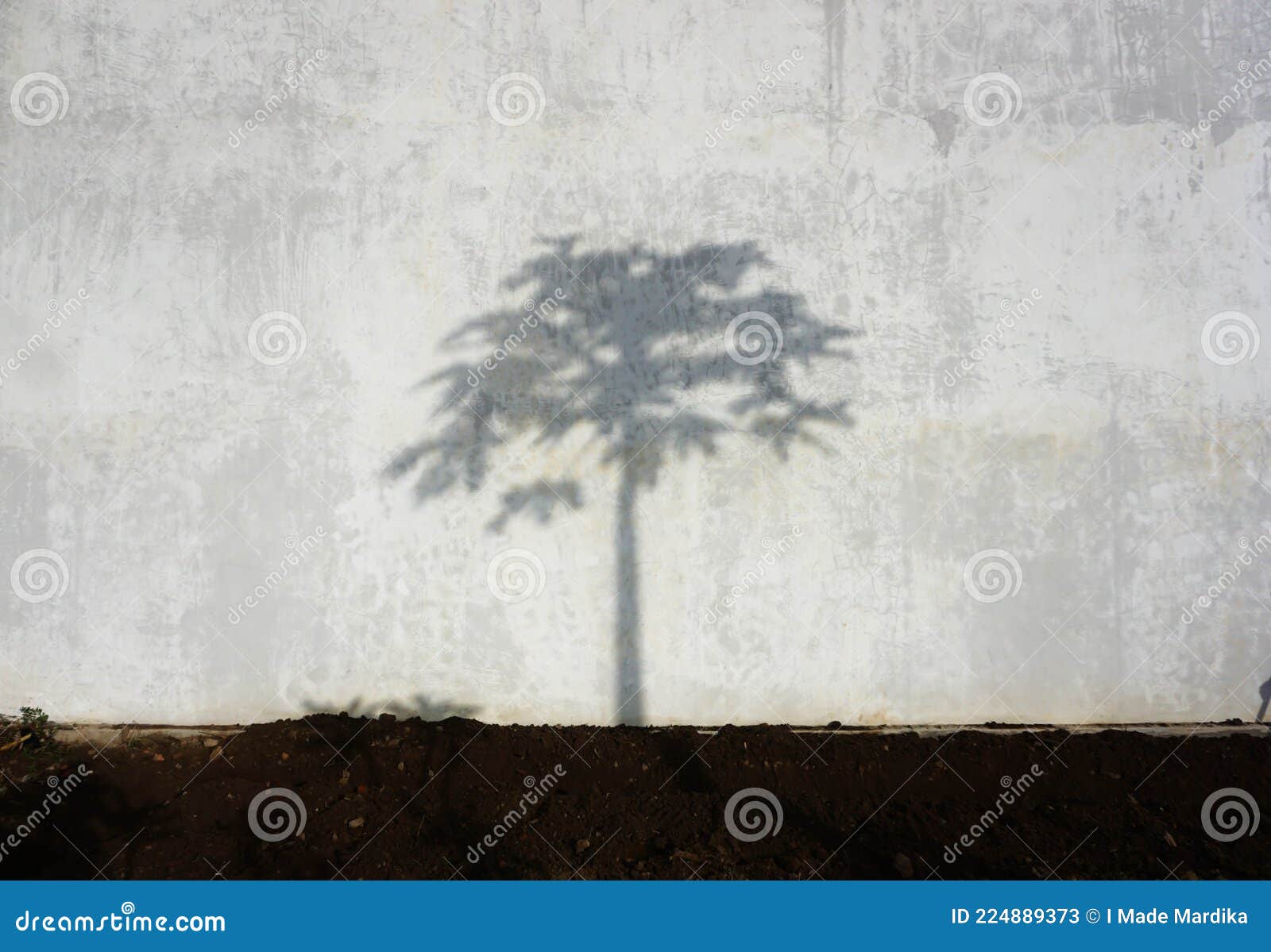 Shadow of a Tree on a White Wall Stock Image - Image of papaya, pohon ...