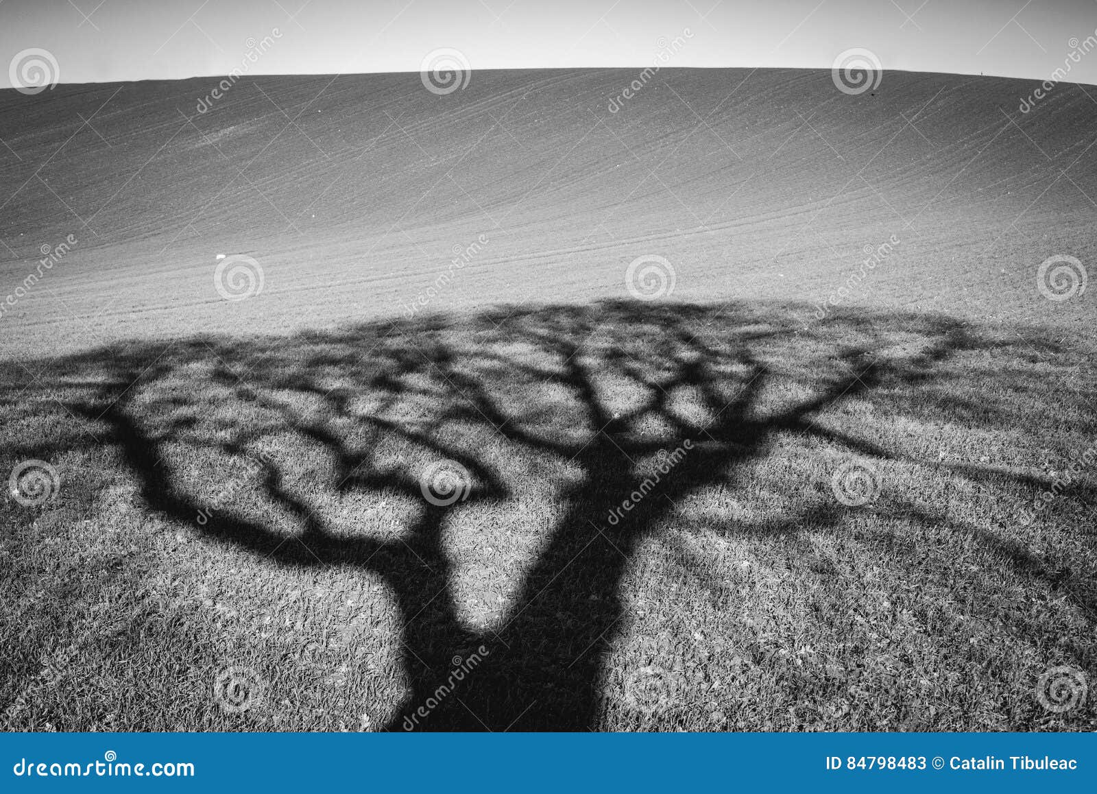 Shadow of a Tree on a Winter Afternoon Stock Image - Image of abstract ...