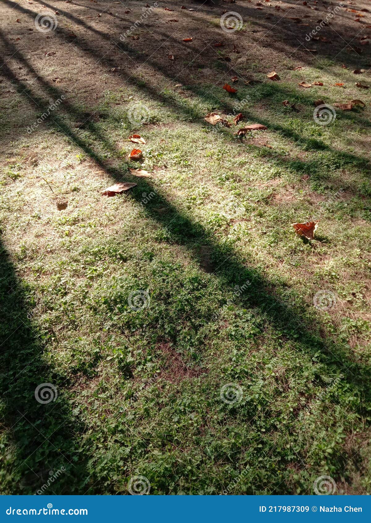 Shadow of trees stock image. Image of shadow, leaves - 217987309