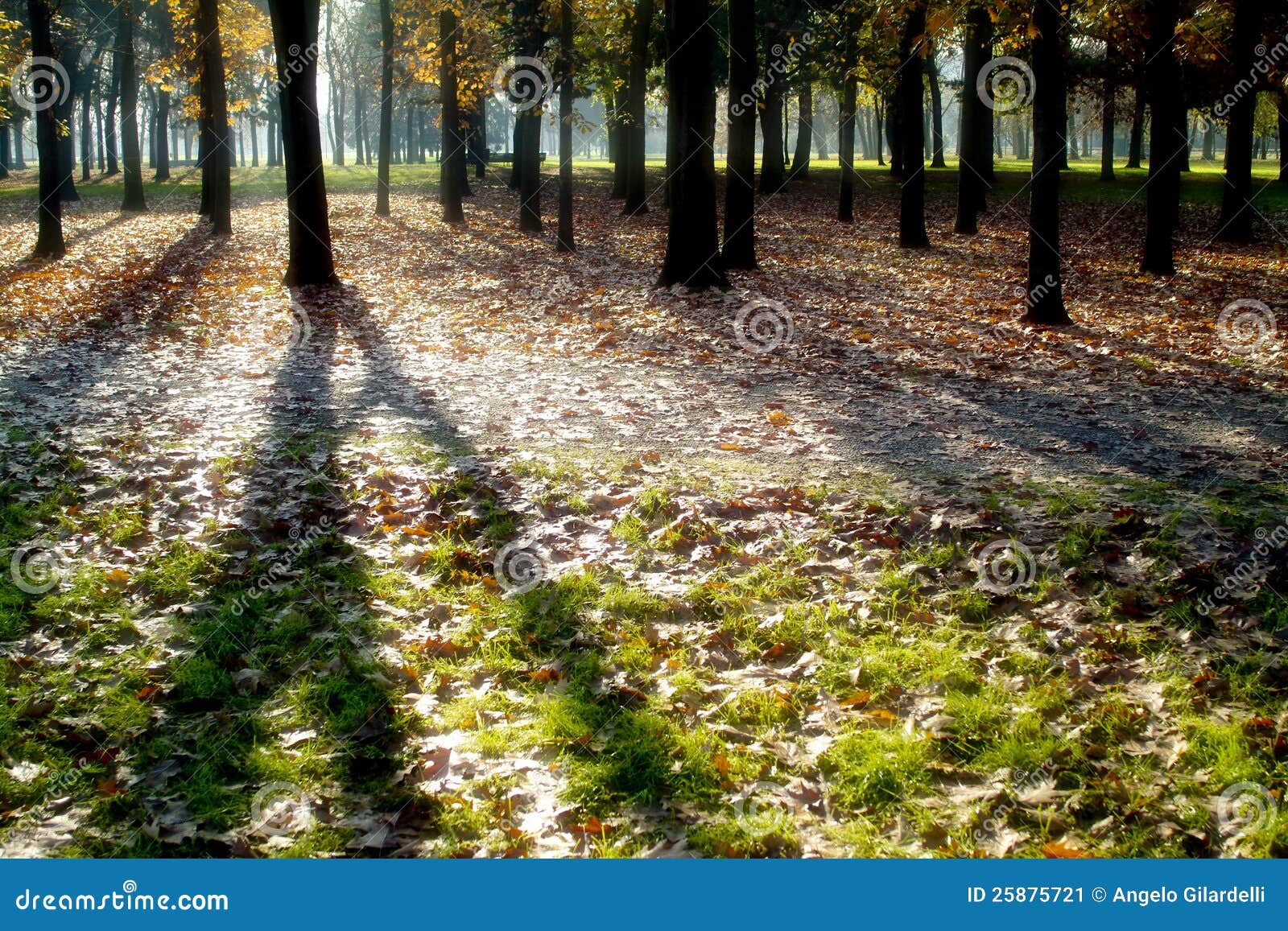 Shadow of trees stock image. Image of outdoor, shadow - 25875721