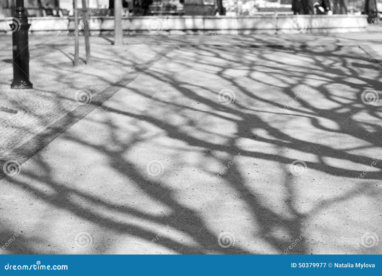 Shadow of trees black stock image. Image of city, outdoors - 50379977