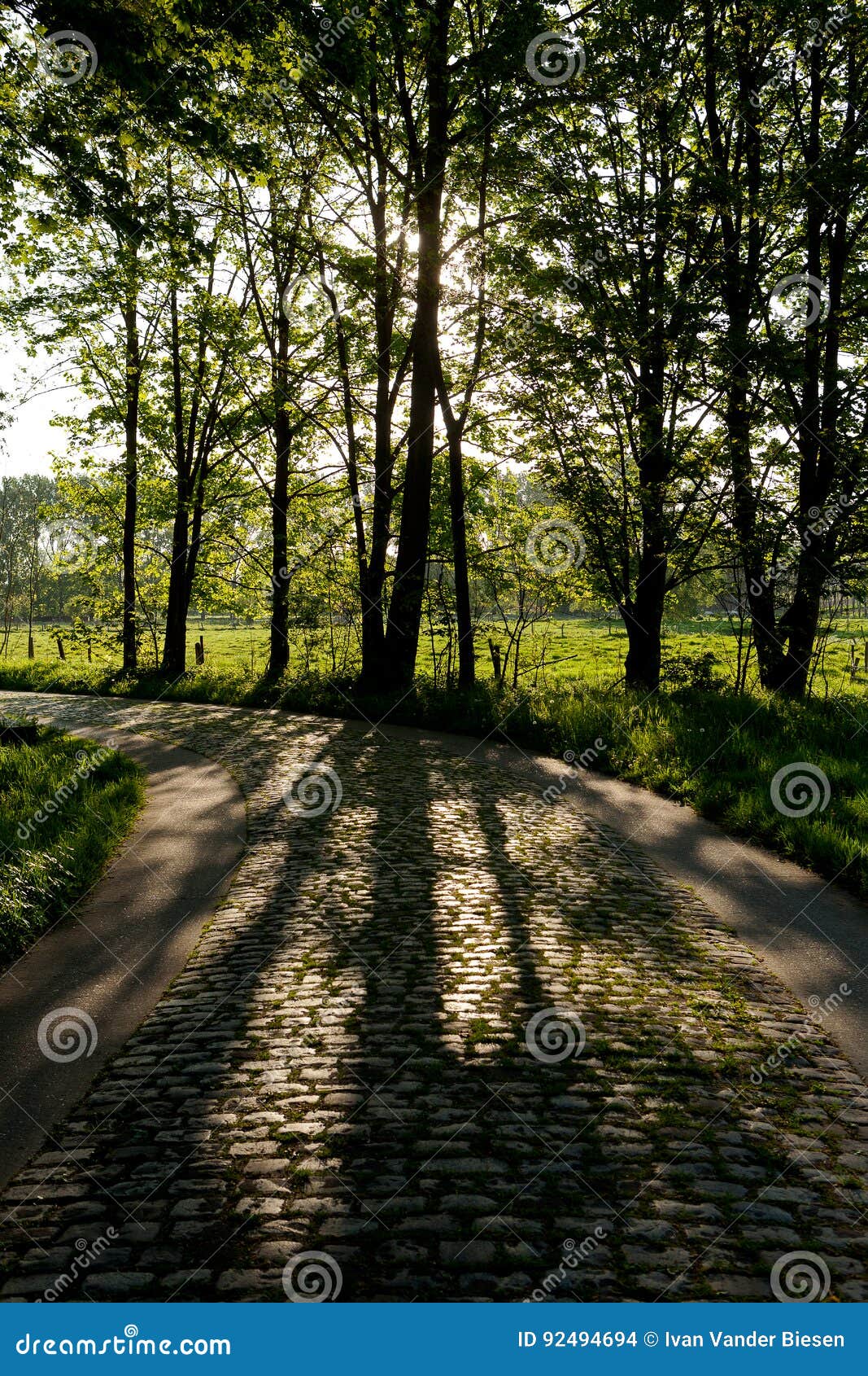 Shadow Trees Cobblestone Street Spring Sun Stock Photo - Image of paved ...