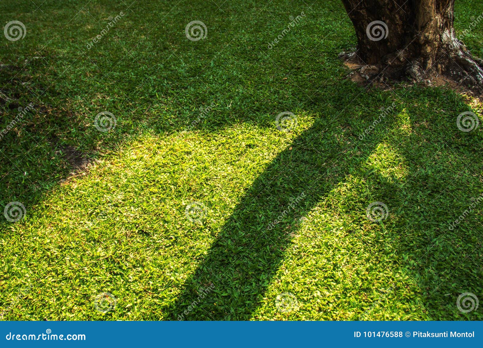 The Shadow Of The Trees On The Pavement, Background Stock Photography ...