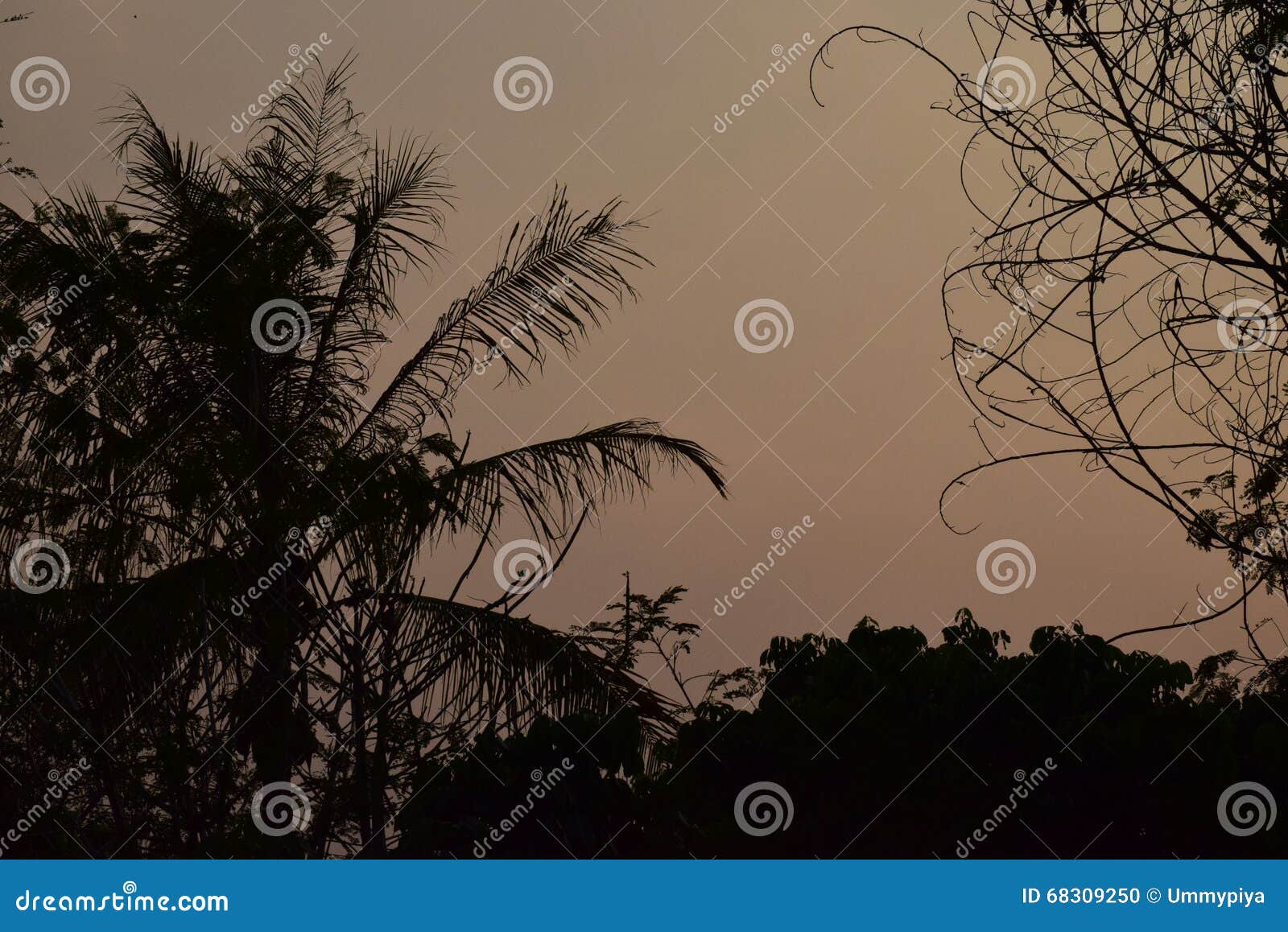 Shadow trees stock photo. Image of silhouette, sunset - 68309250