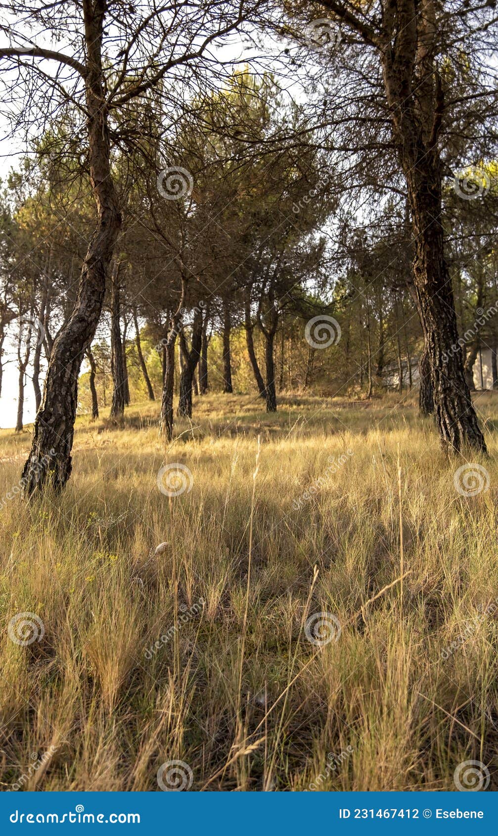 Shadow of Trees in the Forest Stock Photo - Image of scary, sunlight ...