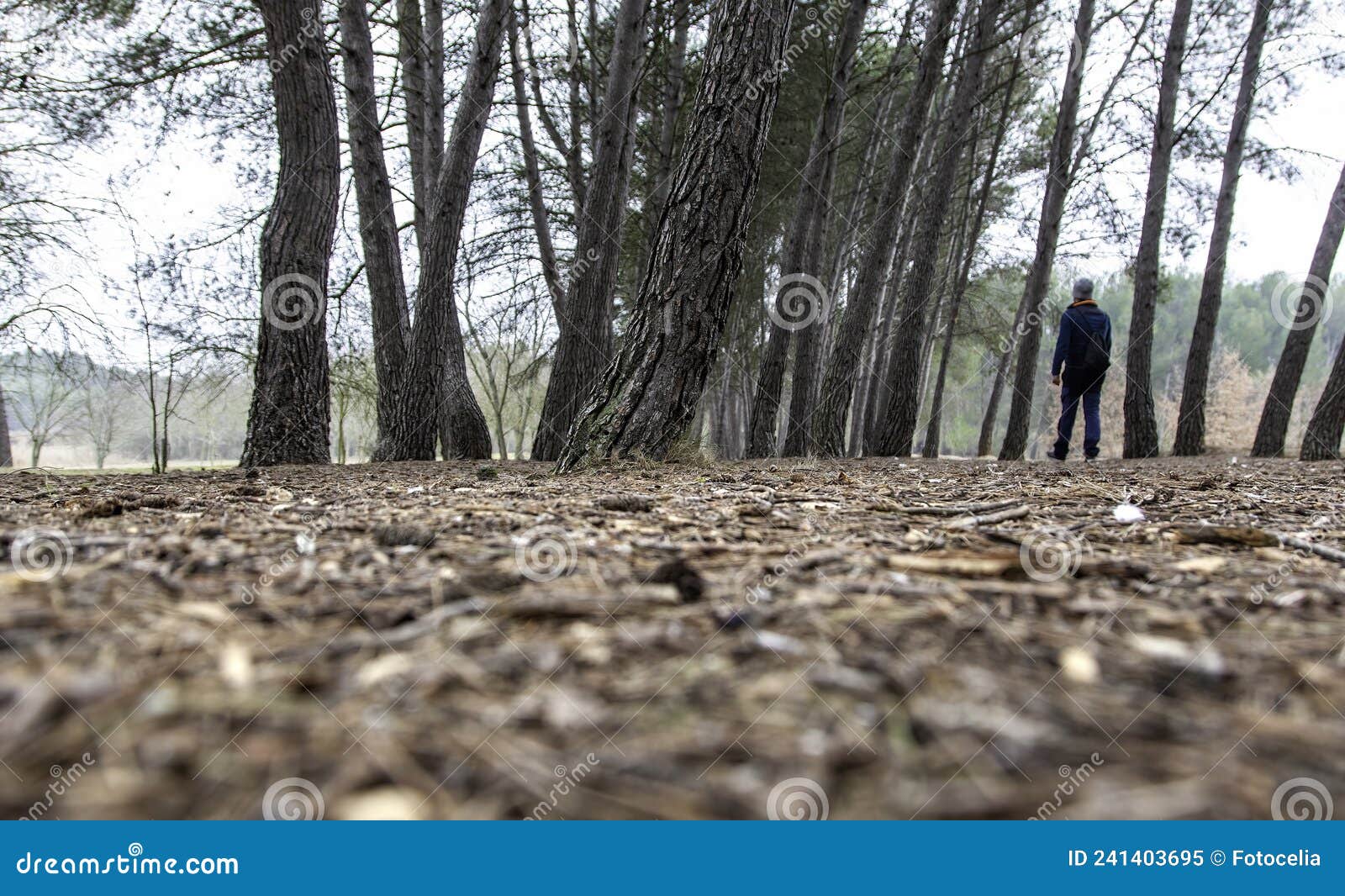 Shadow of Trees in the Forest Stock Image - Image of scene, rain: 241403695