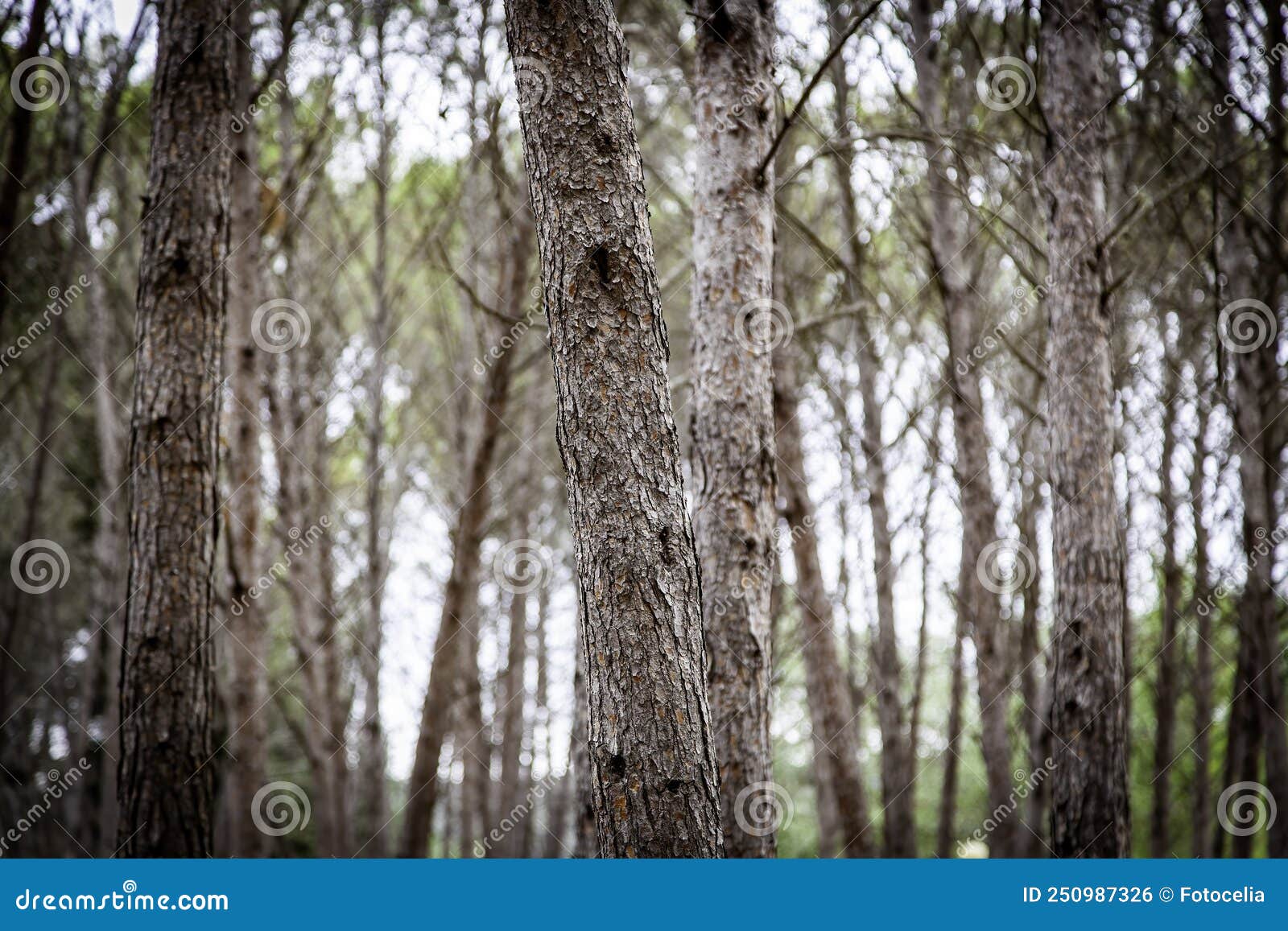 Shadow of Trees in the Forest Stock Photo - Image of beauty, outdoors ...