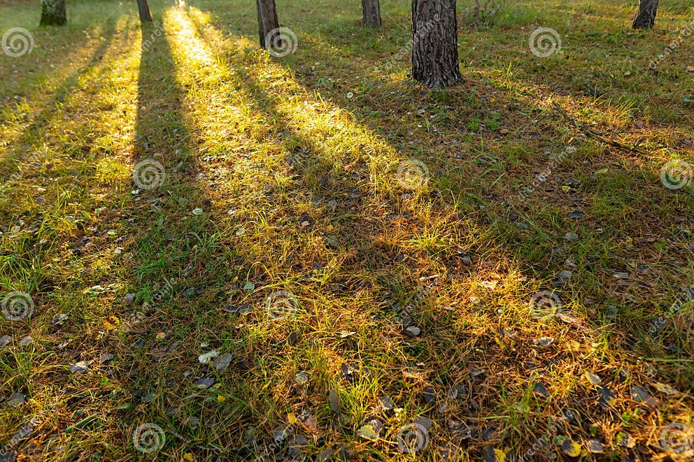 The Shadow from the Trees on the Grass in the Autumn Forest. Stock ...