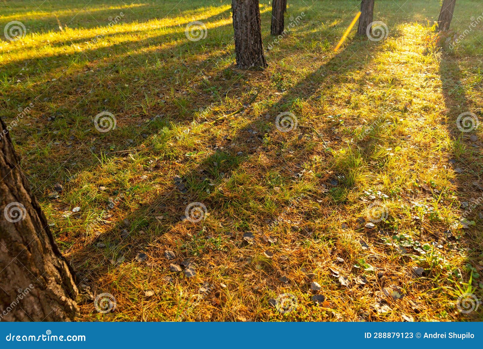 The Shadow from the Trees on the Grass in the Autumn Forest. Stock ...
