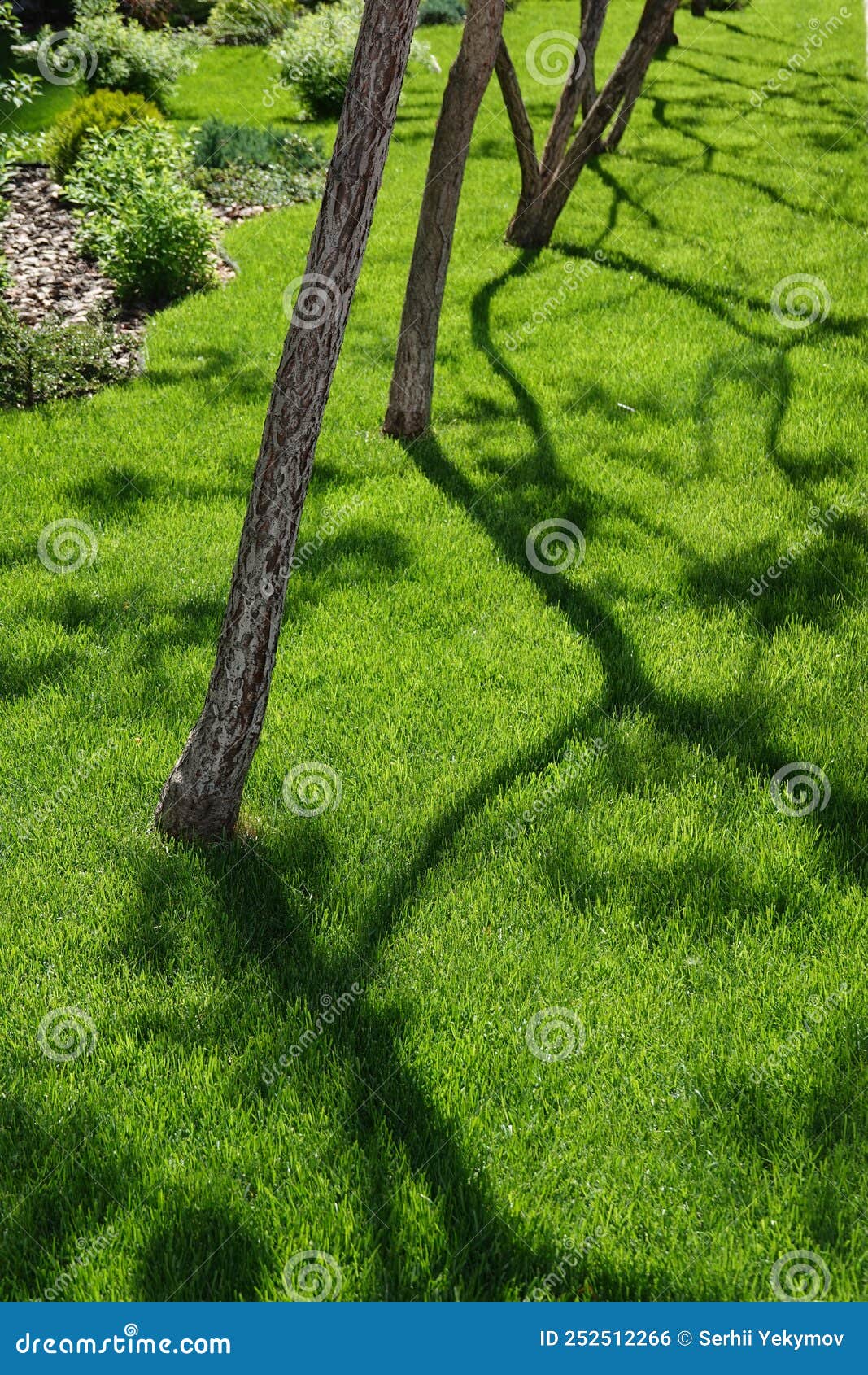 The Shadow of the Trees on the Grass Stock Photo - Image of grass ...