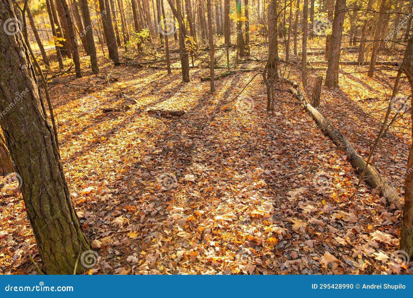 The Shadow from the Trees on the Leaves in the Forest in Autumn Stock ...