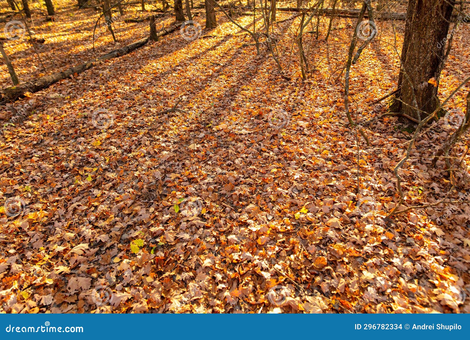 The Shadow from the Trees on the Leaves in the Forest in Autumn Stock ...