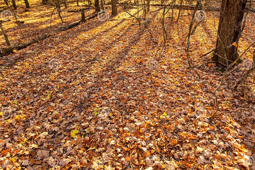 The Shadow from the Trees on the Leaves in the Forest in Autumn Stock ...