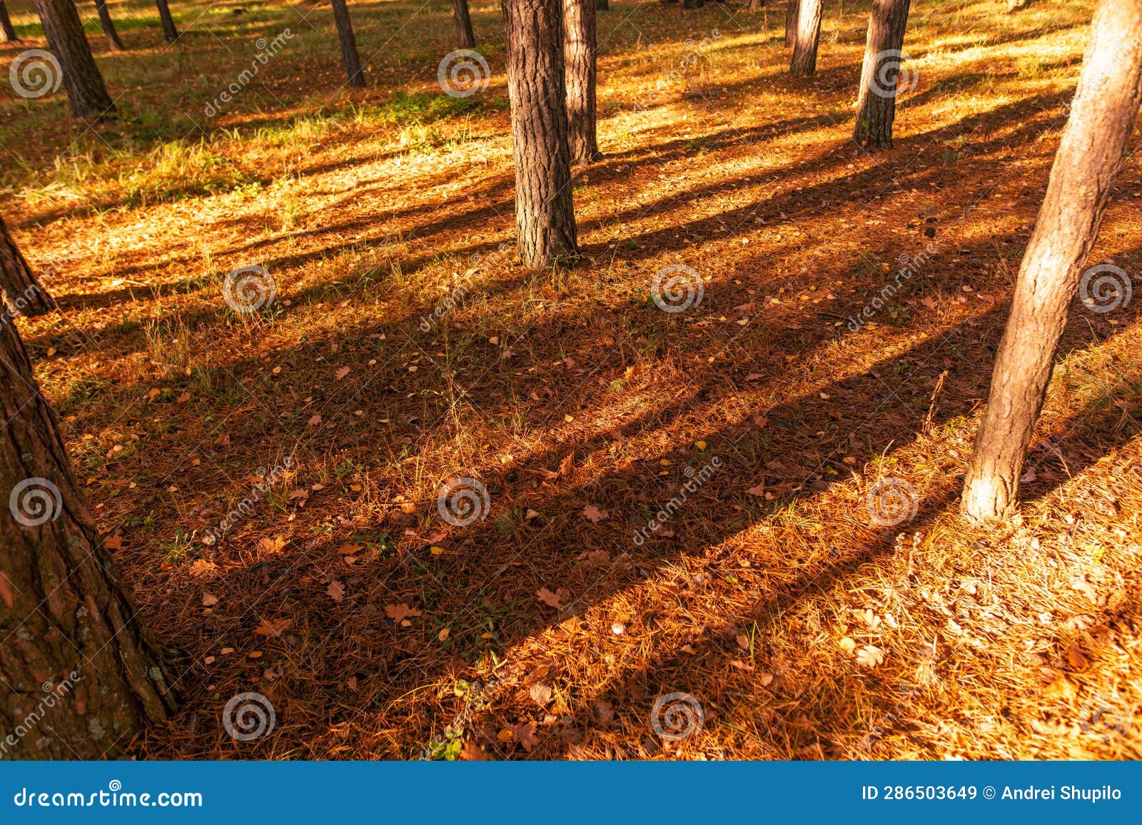 The Shadow of the Trees on the Leaves Lying on the Ground in the Autumn ...