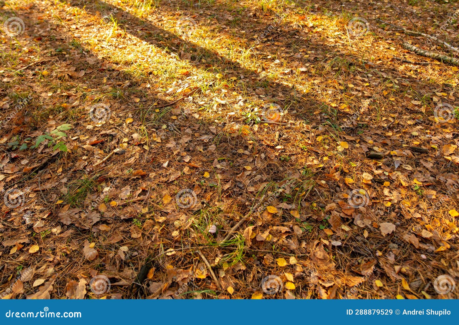 The Shadow of the Trees on the Leaves Lying on the Ground in the Autumn ...
