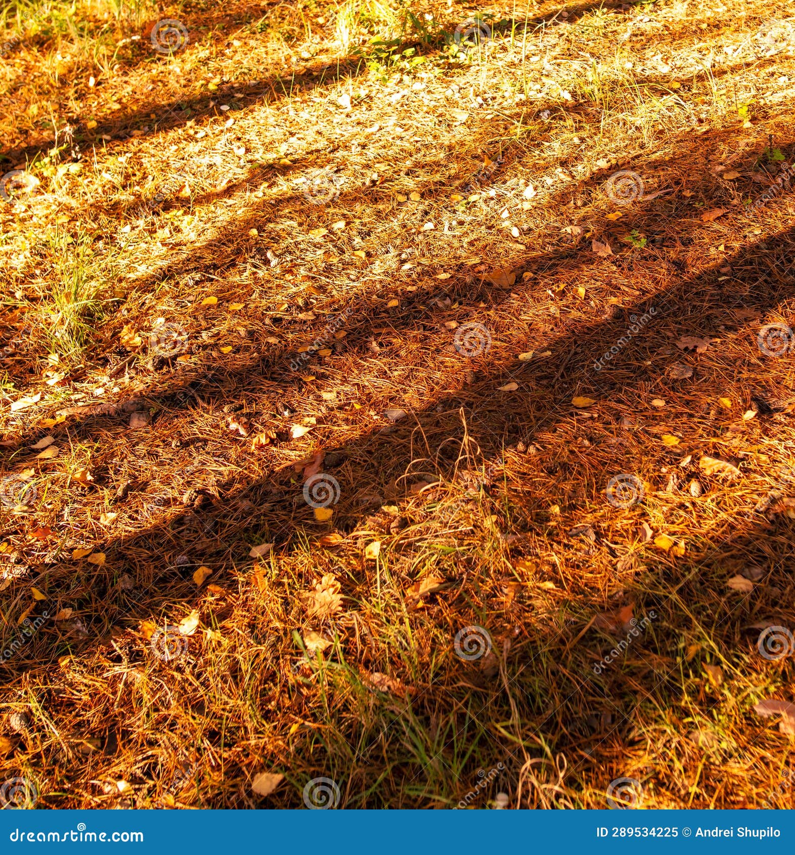 The Shadow of the Trees on the Leaves Lying on the Ground in the Autumn ...