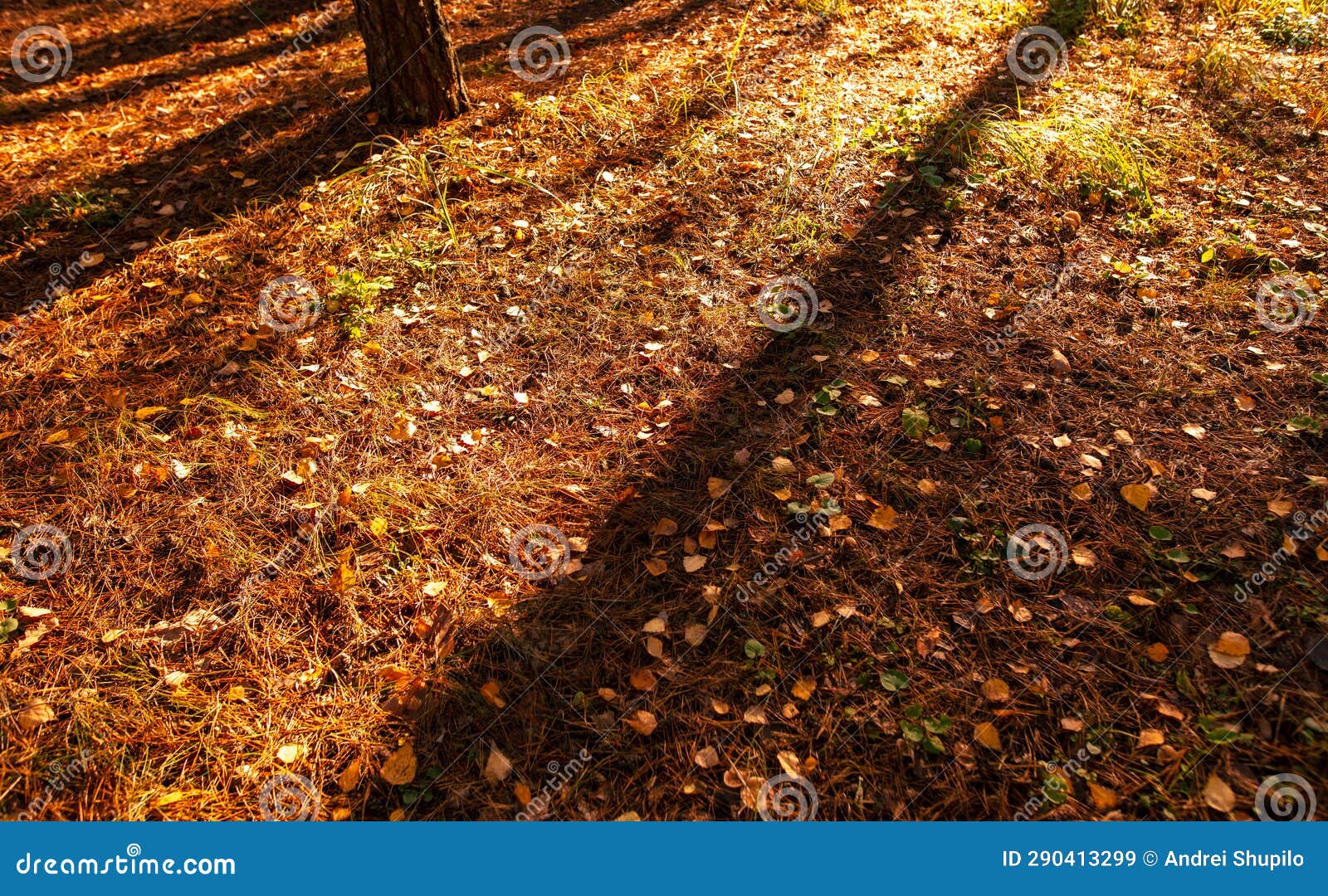 The Shadow of the Trees on the Leaves Lying on the Ground in the Autumn ...
