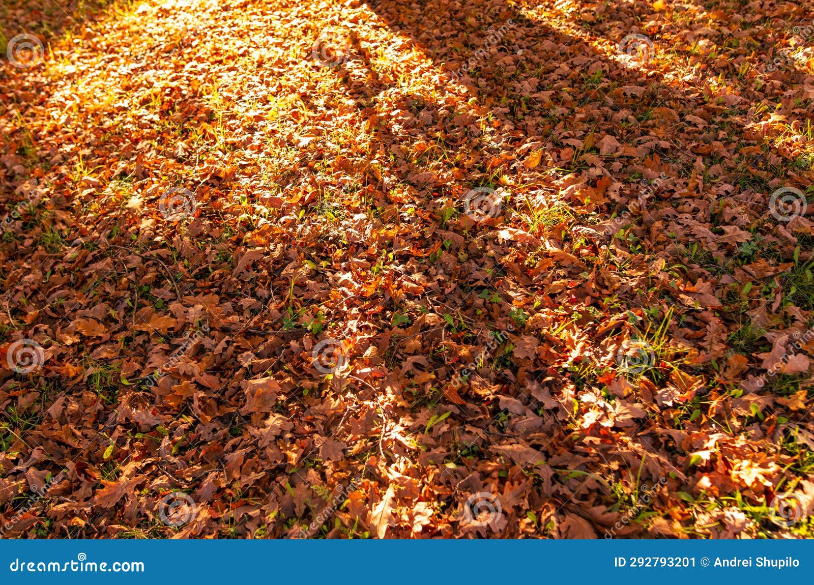 The Shadow of the Trees on the Leaves Lying on the Ground in the Autumn ...