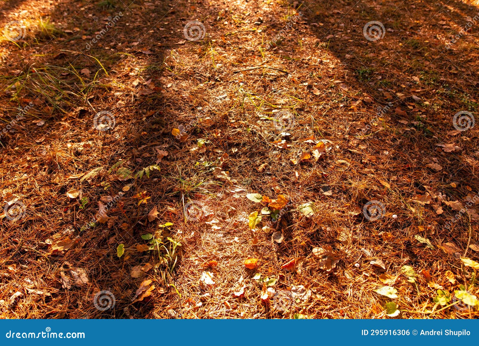 The Shadow of the Trees on the Leaves Lying on the Ground in the Autumn ...