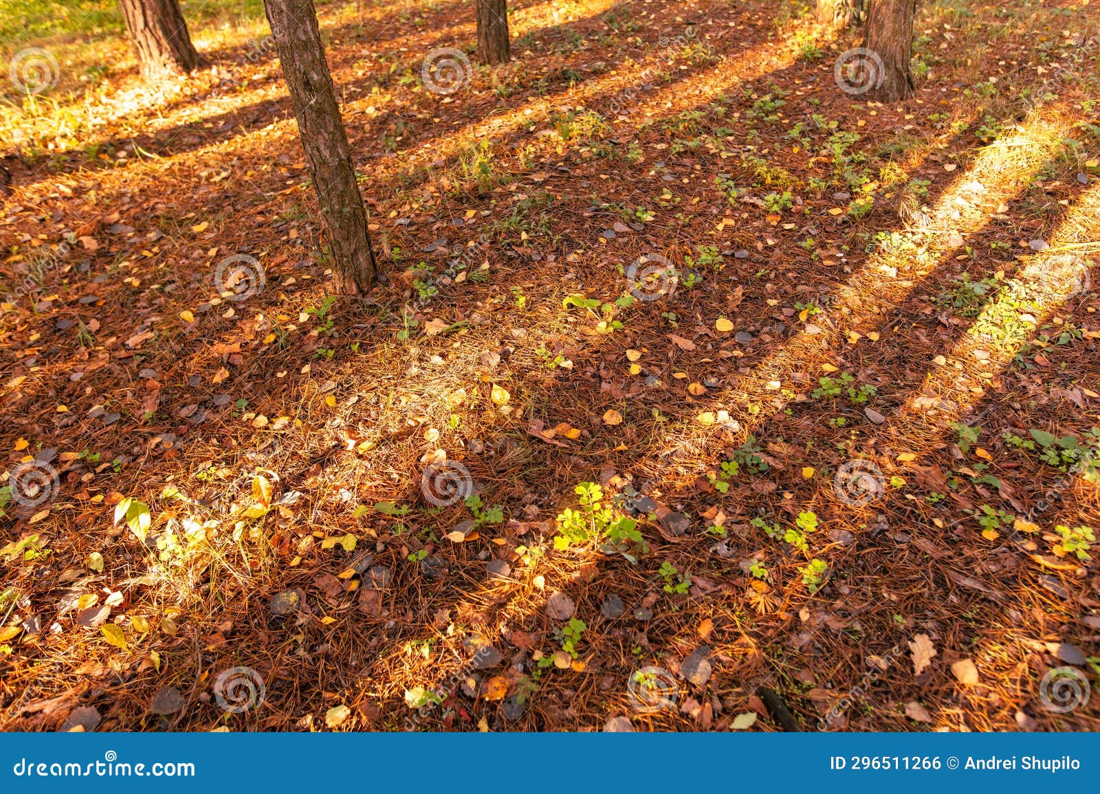 The Shadow of the Trees on the Leaves Lying on the Ground in the Autumn ...