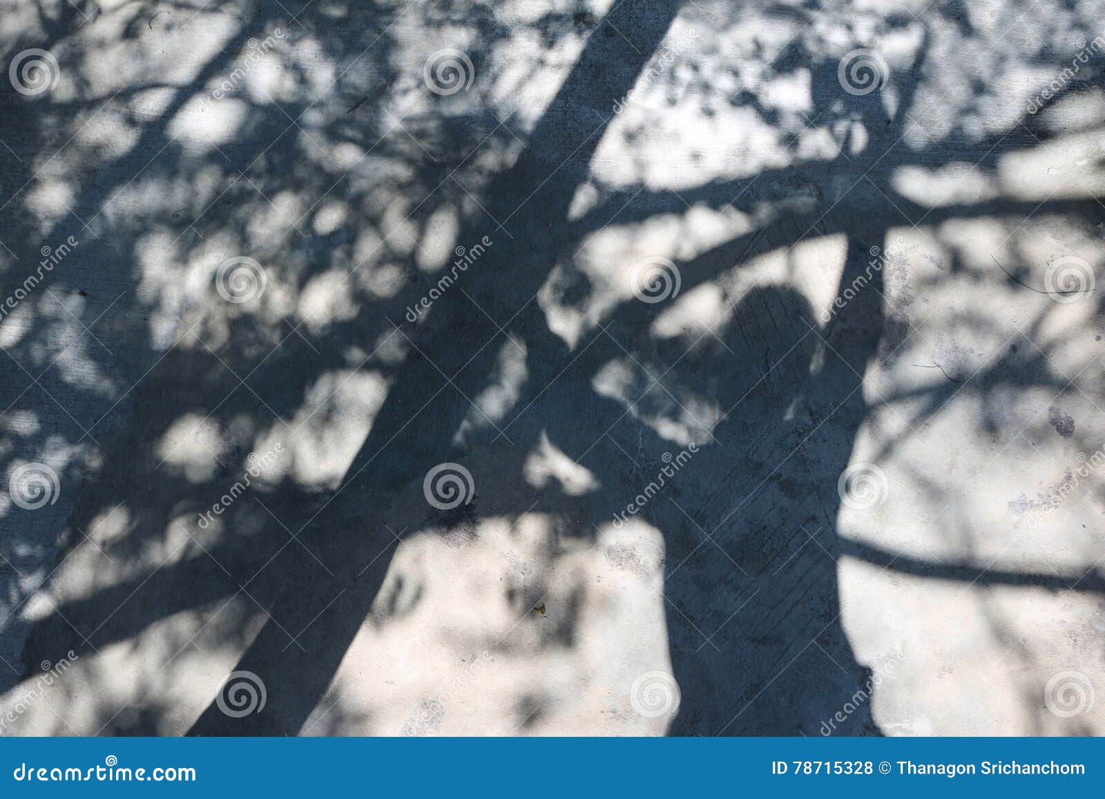 The Shadow of the Trees and People. Stock Photo - Image of reflection ...