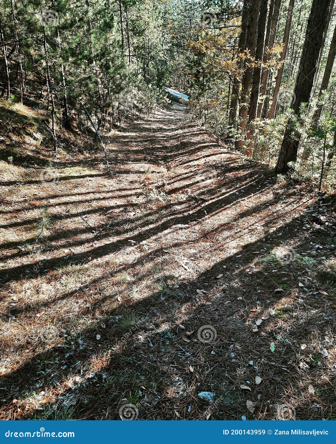 The Shadow Of The Trees On The Pavement, Background Stock Photography ...