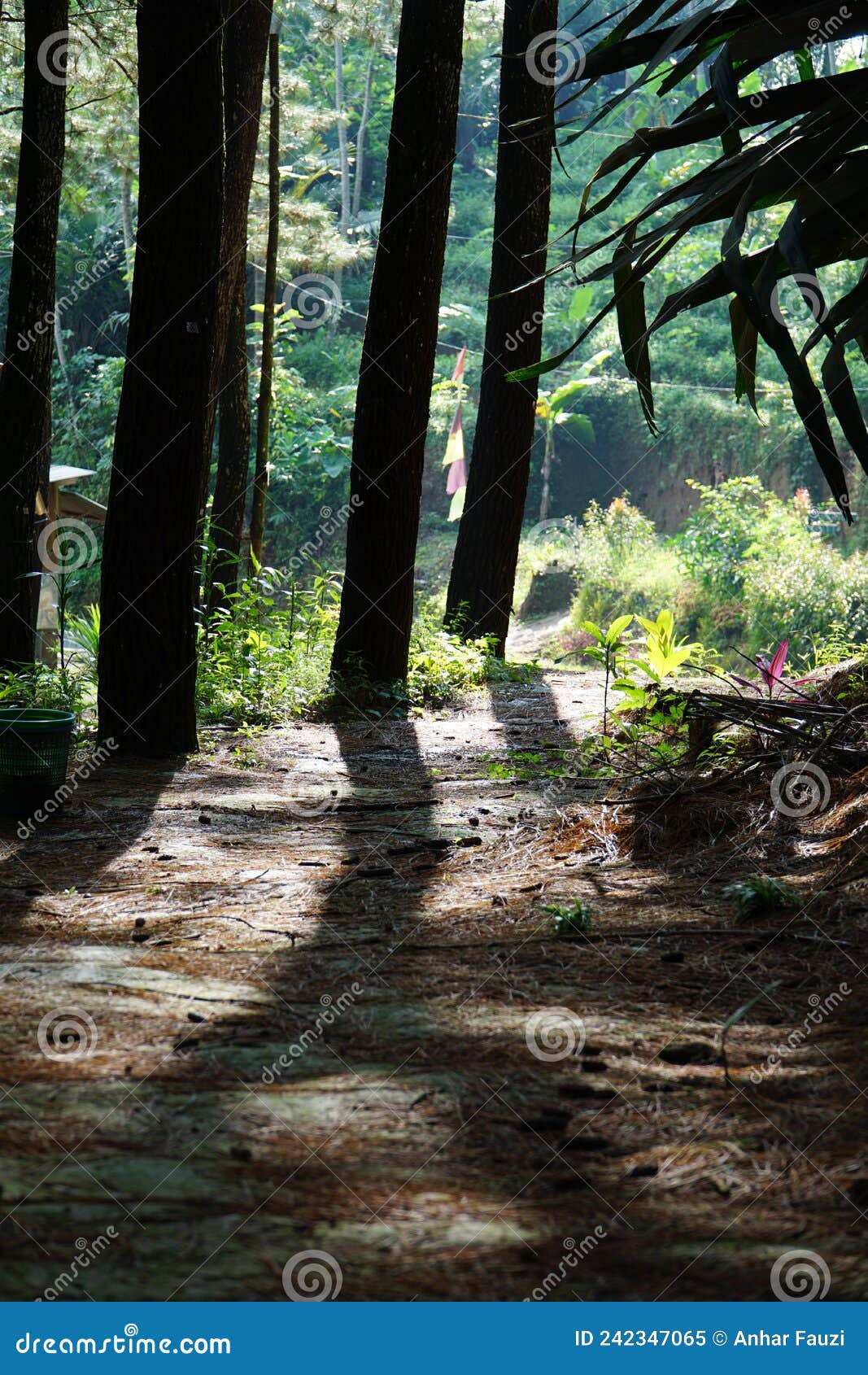 Shadow of trees stock image. Image of path, beautiful - 242347065