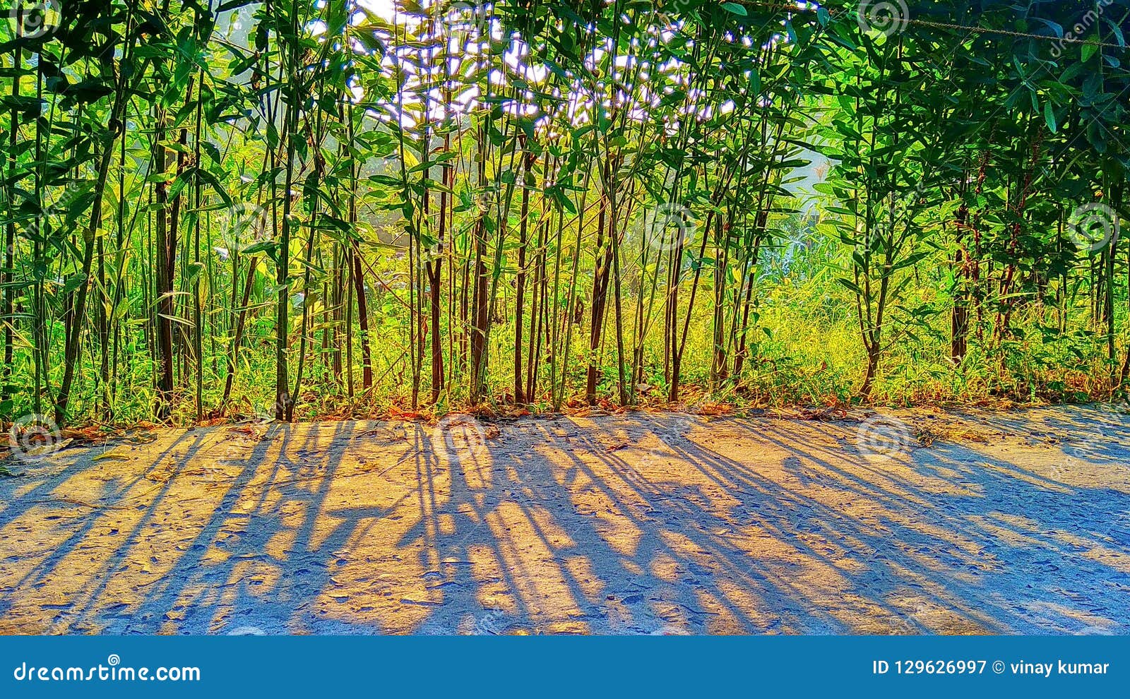 Shadow of trees stock image. Image of green, shadow - 129626997