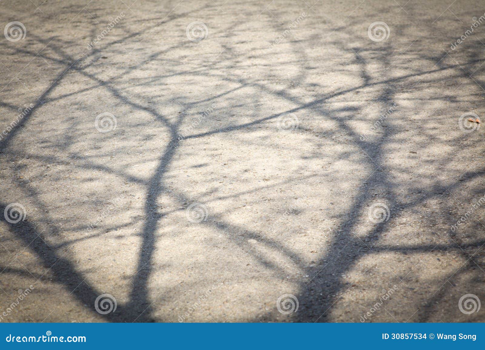The shadow of the trees stock photo. Image of monochrome - 30857534