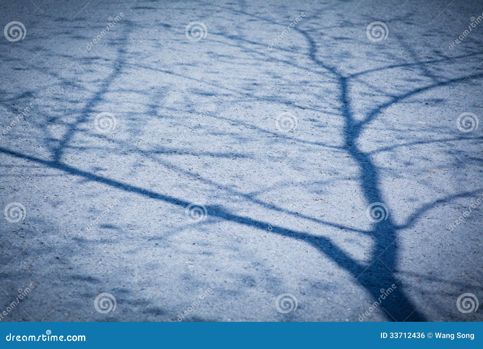 The shadow of the trees stock photo. Image of dreams - 33712436