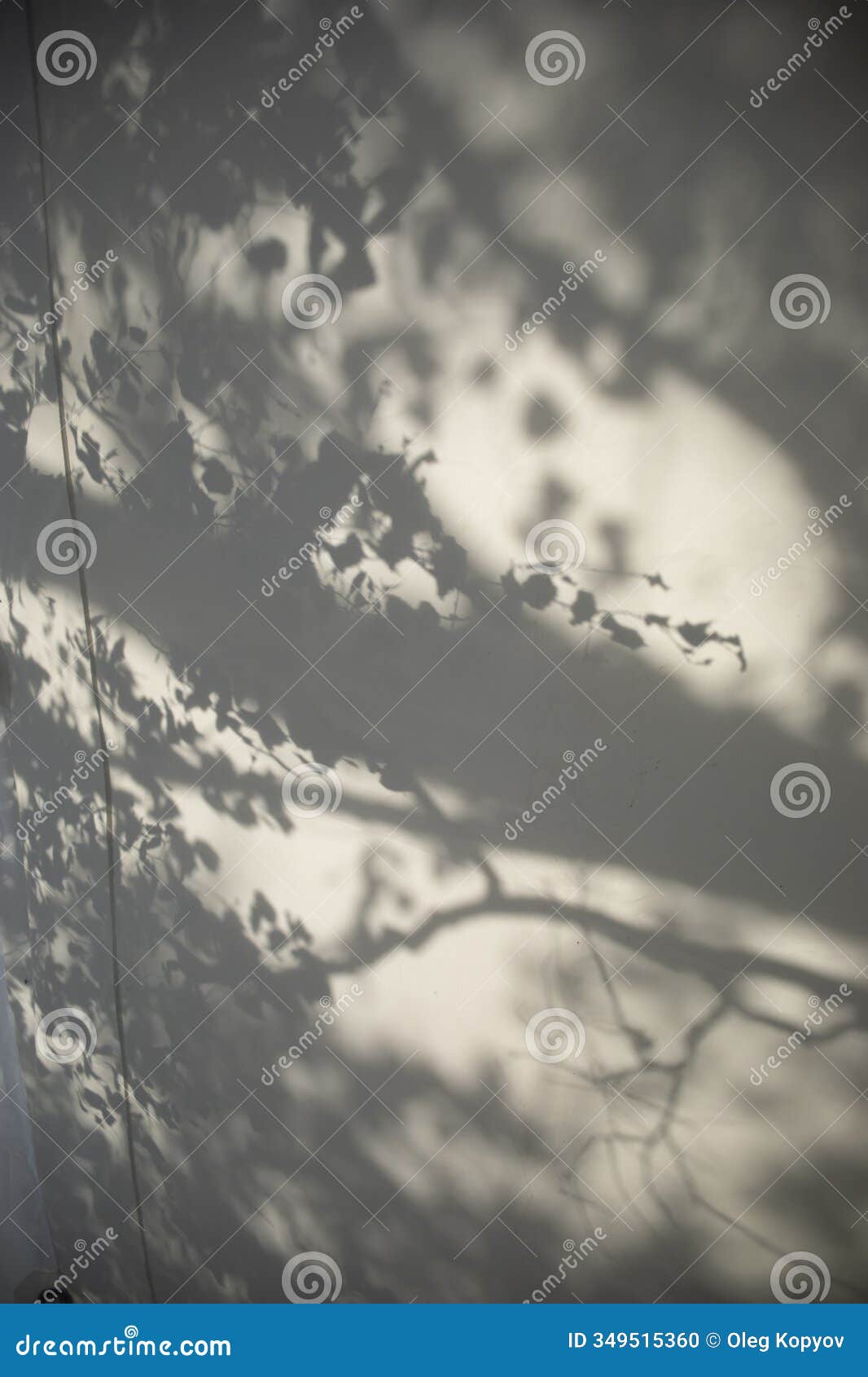 Shadow from Trees on White Wall. Silhouette from Plants Stock Photo ...