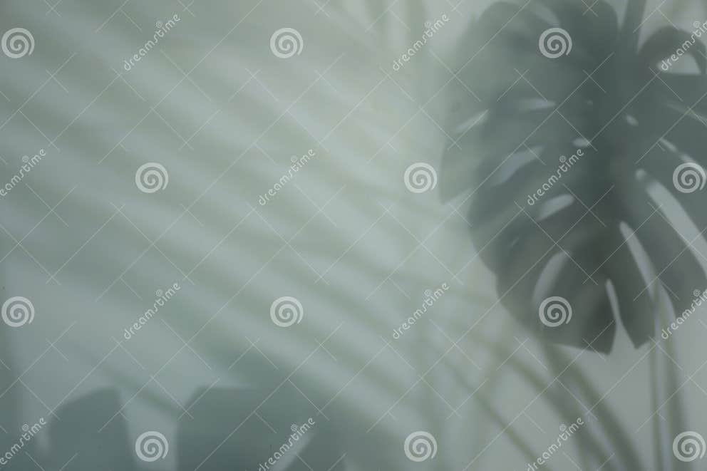 Shadow of Tropical Plants on Light Background Stock Image - Image of ...