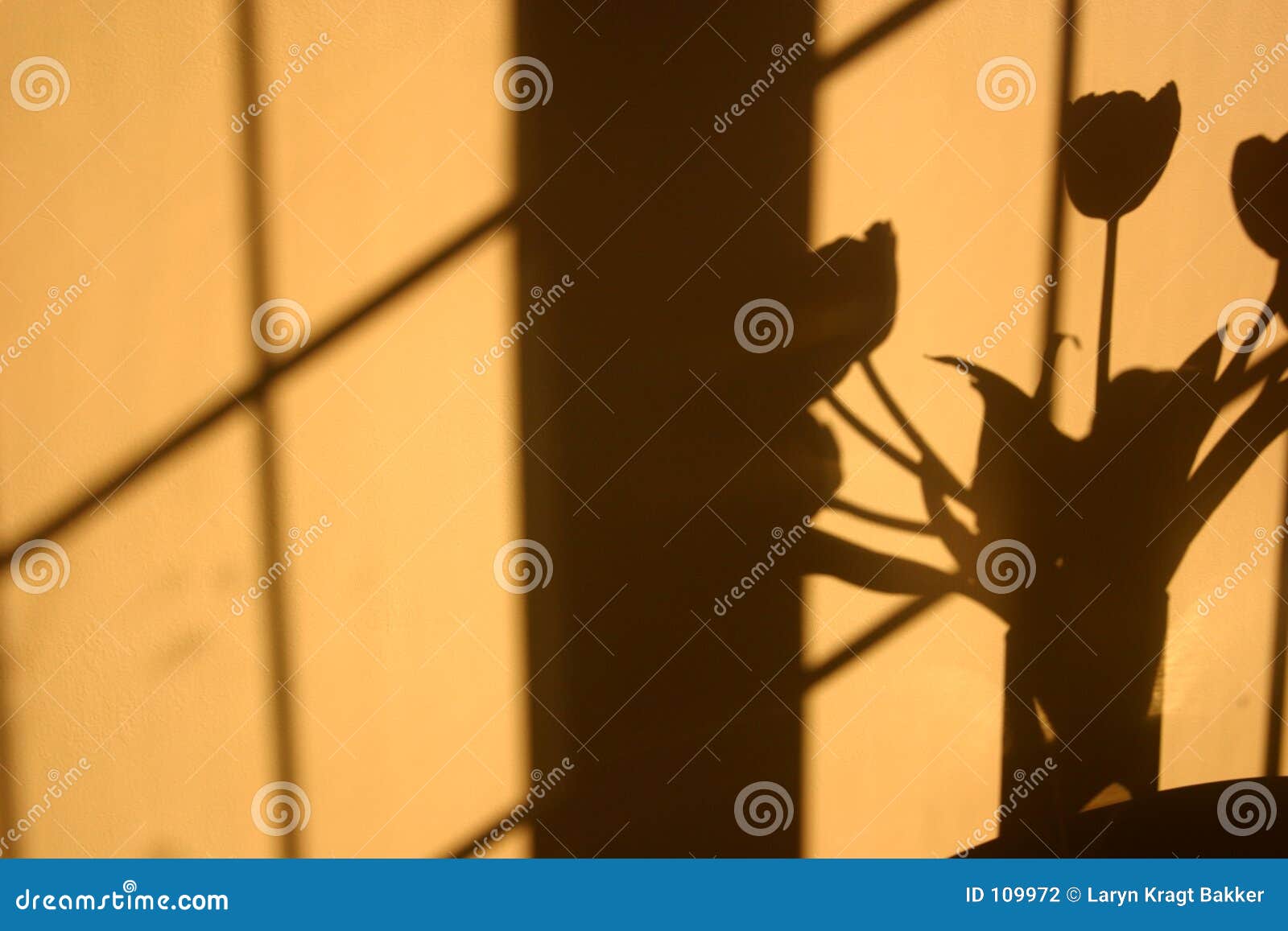 Shadow of Tulip Flowers on Wall Stock Photo - Image of bouqet, boquet ...