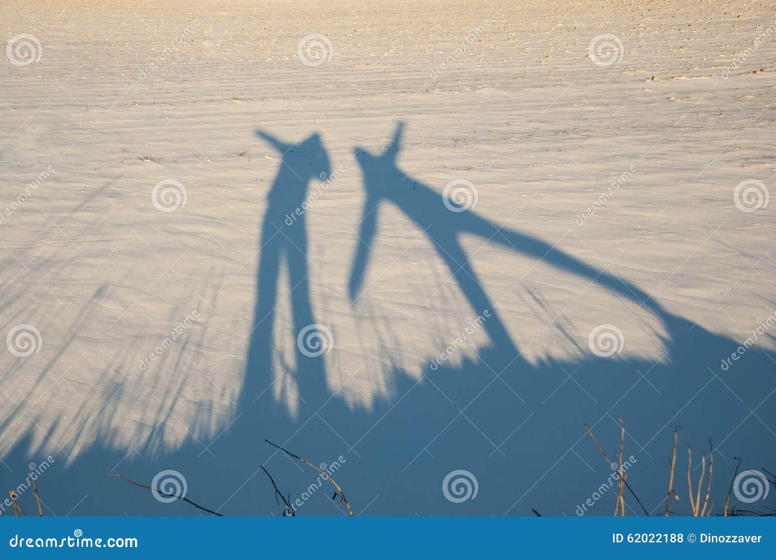 Shadow of Two Active People in Snow Stock Photo - Image of season ...