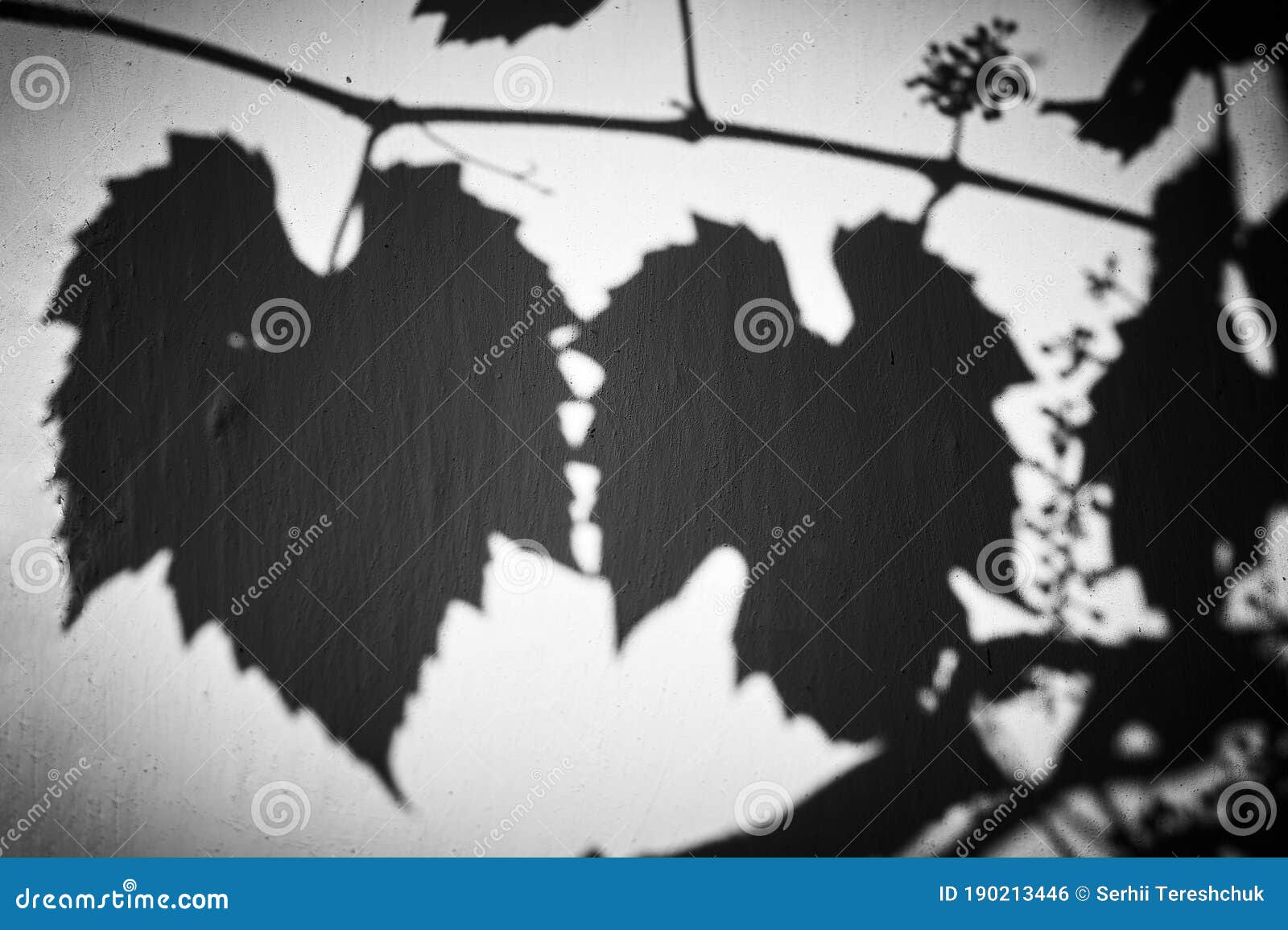 The Shadow of Two Grape Leaves on a White Wall Stock Photo - Image of ...