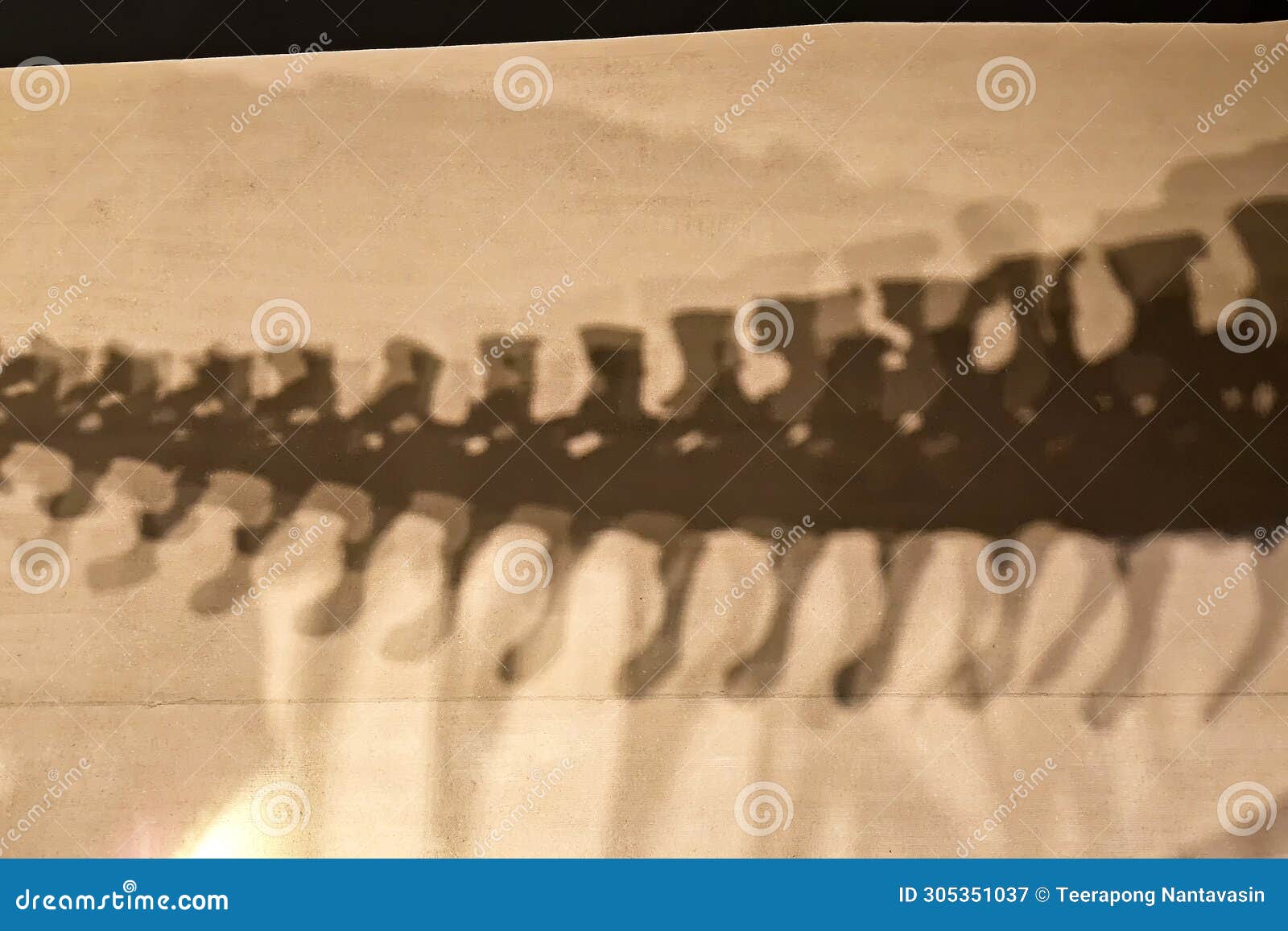 Shadow of Tyrannosaurus Rex Tail Bones on Wall. Stock Image - Image of ...