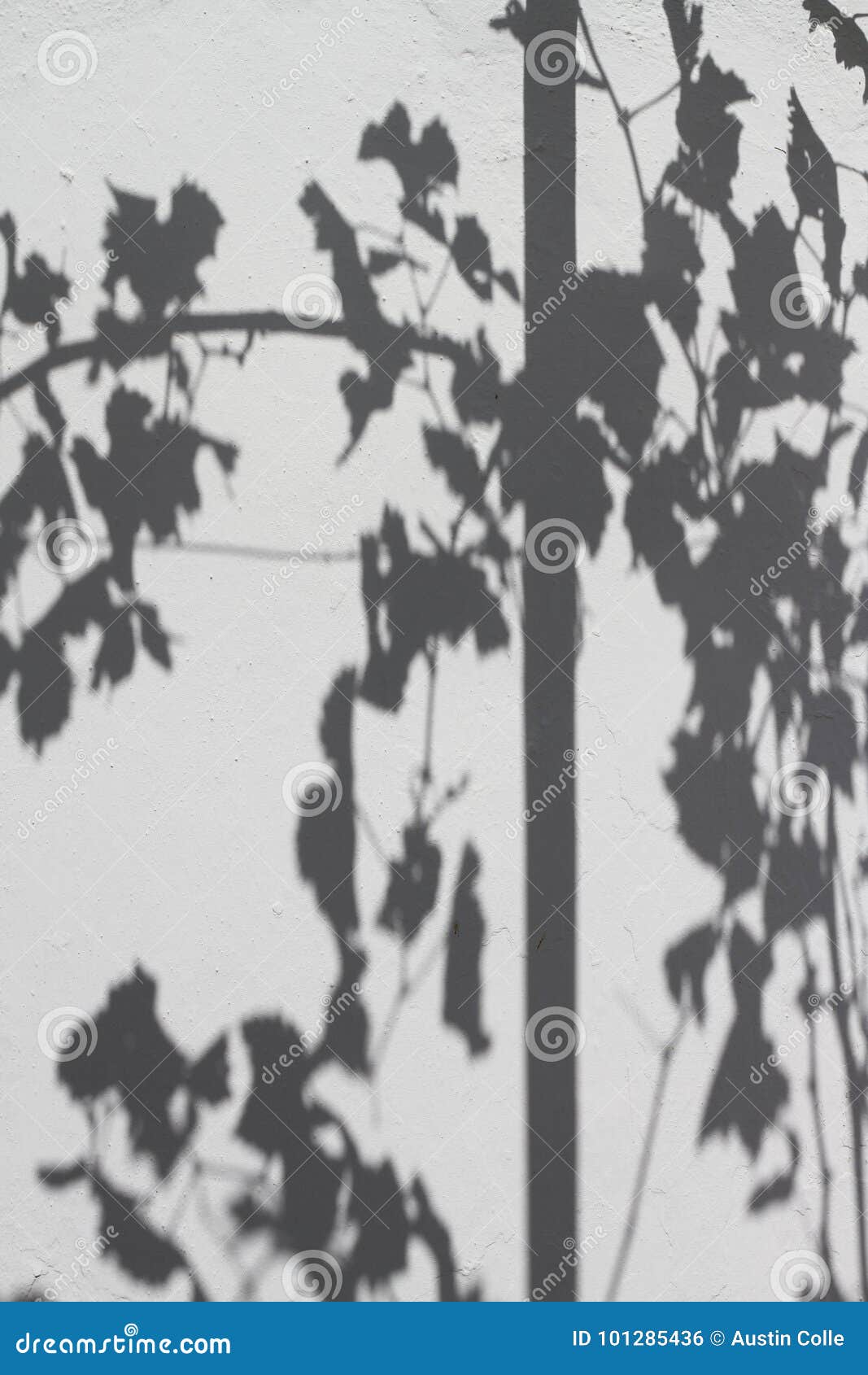 Shadow of Vine Leaves on White Plaster Wall. Stock Photo - Image of ...