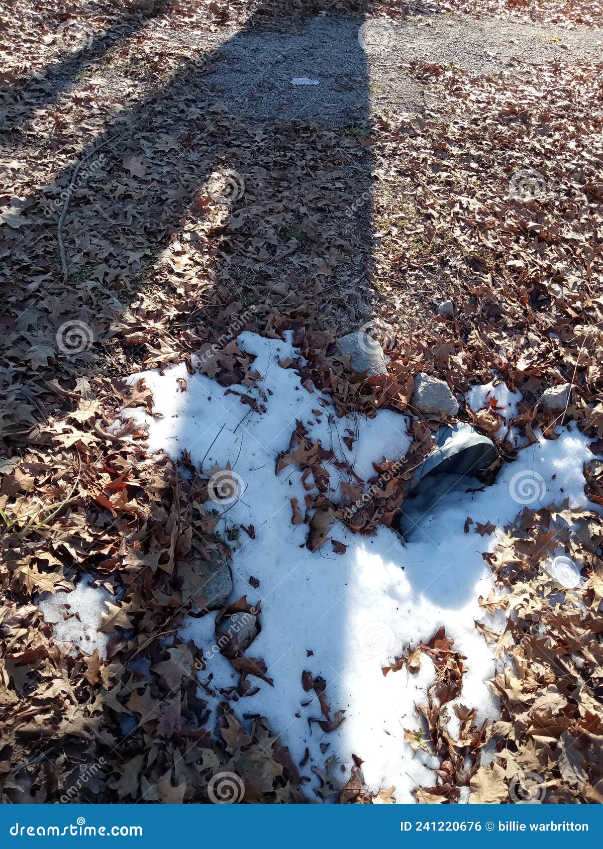 Shadow in winter snow stock photo. Image of plant, sand - 241220676