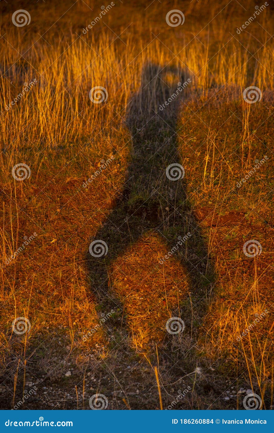 Shadow of Women on the Field Stock Photo - Image of garden, cold: 186260884
