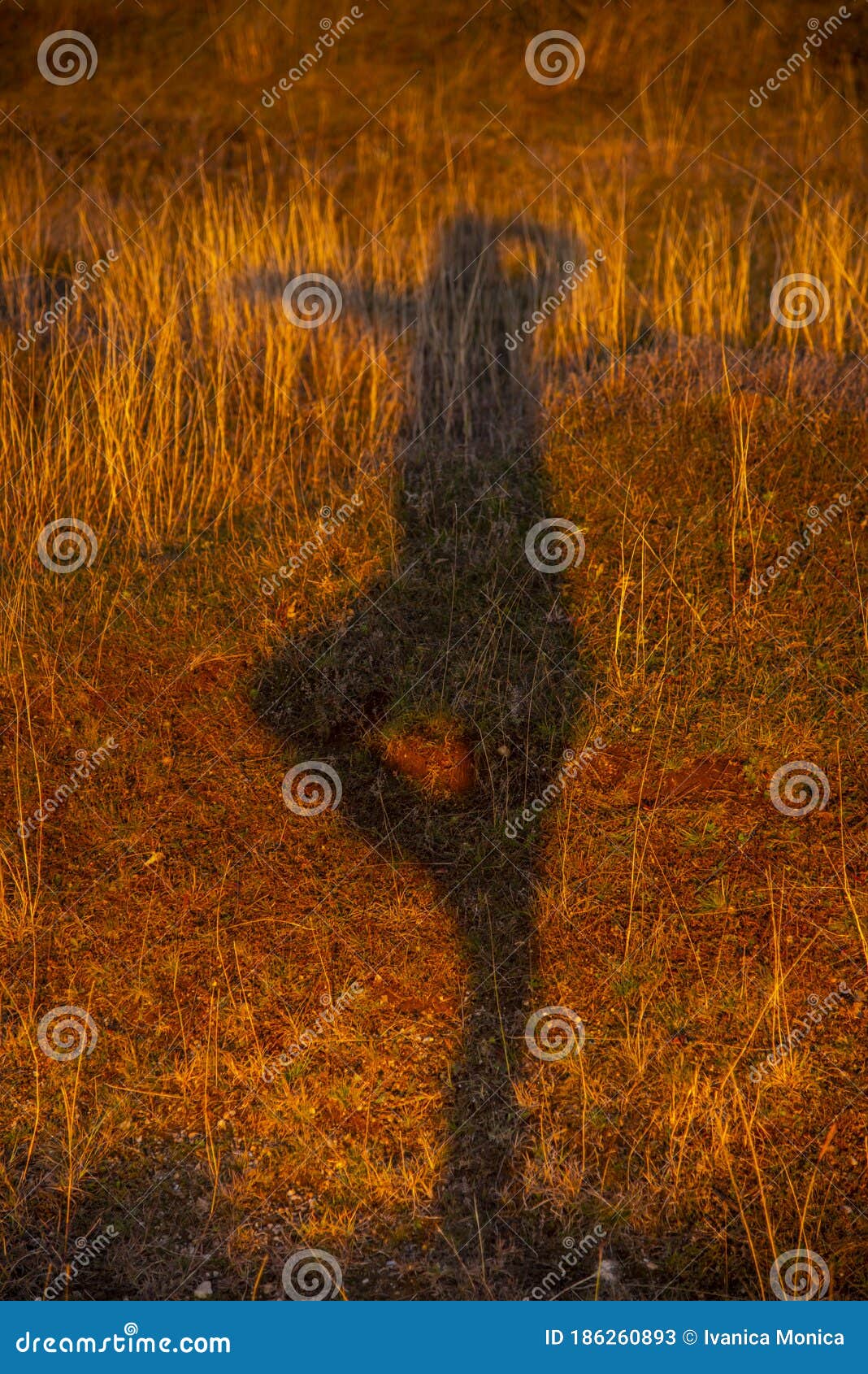 Shadow of Women on the Field Stock Image - Image of flora, field: 186260893