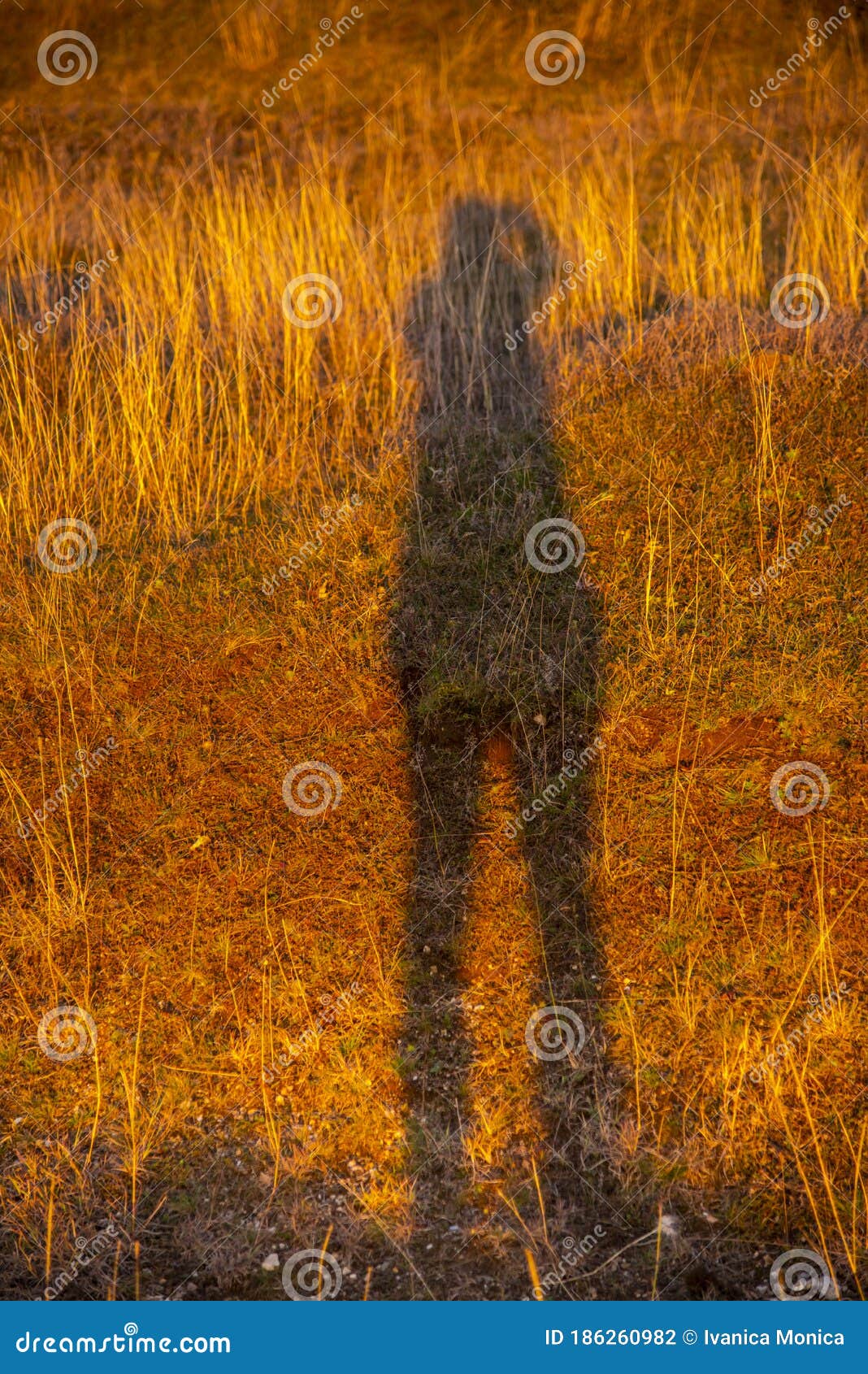 Shadow of Women on the Field Stock Photo - Image of beauty, beautiful ...