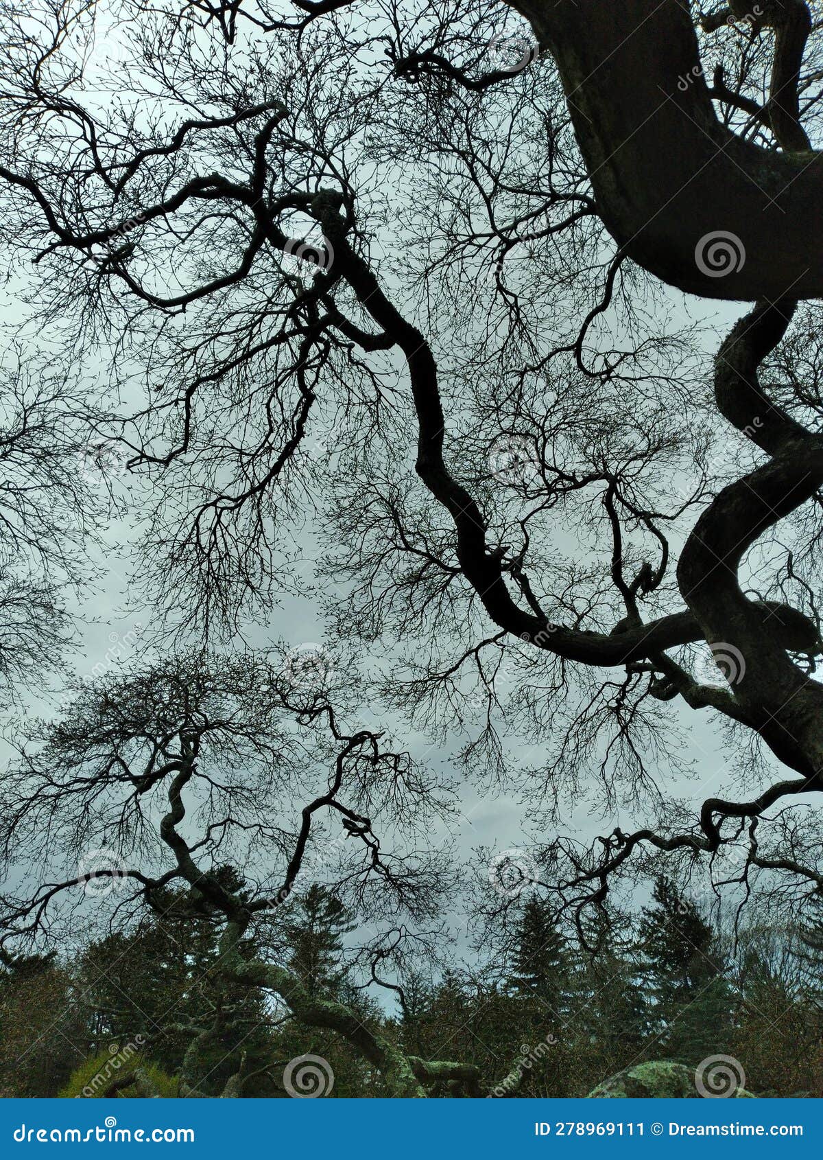 Shadowed Black Tree with White Sky Spooky Stock Image - Image of black ...