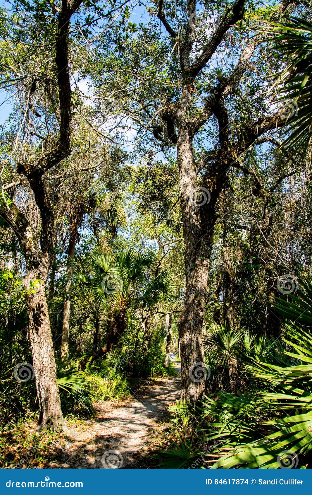 SHADOWY PATH BORDERED by OAK TREES Stock Photo - Image of foot ...