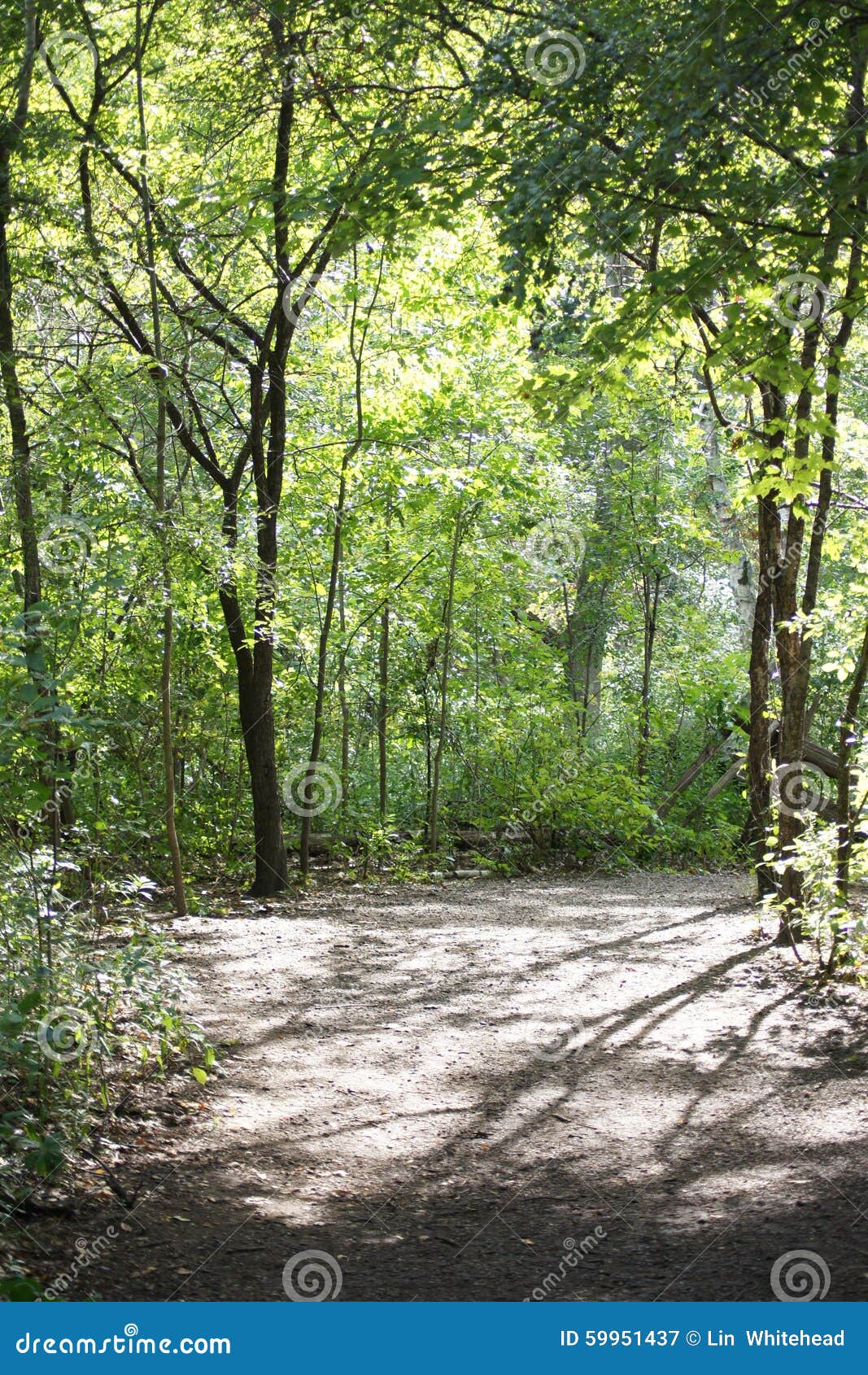 Shadowed path stock image. Image of path, stroll, walkway - 59951437