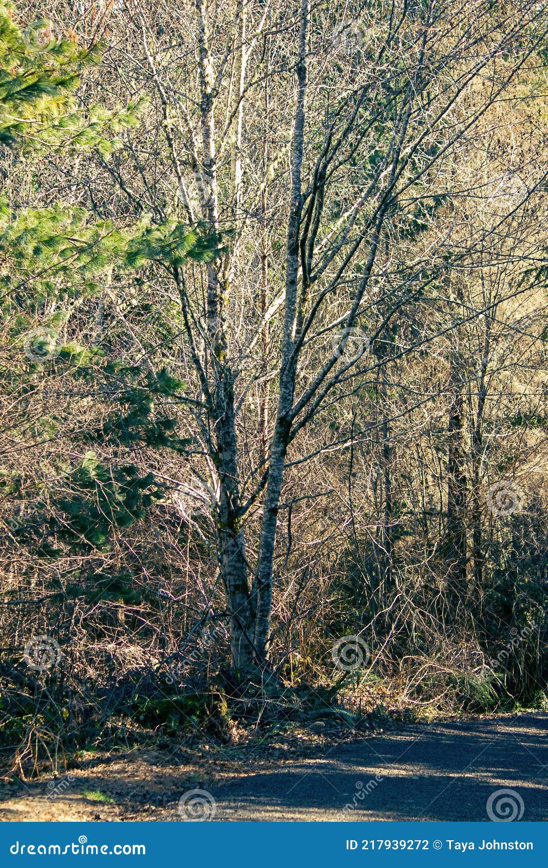 A Shadowed Tree Against a Golden Sunlit Forest Casting Dappled Light ...