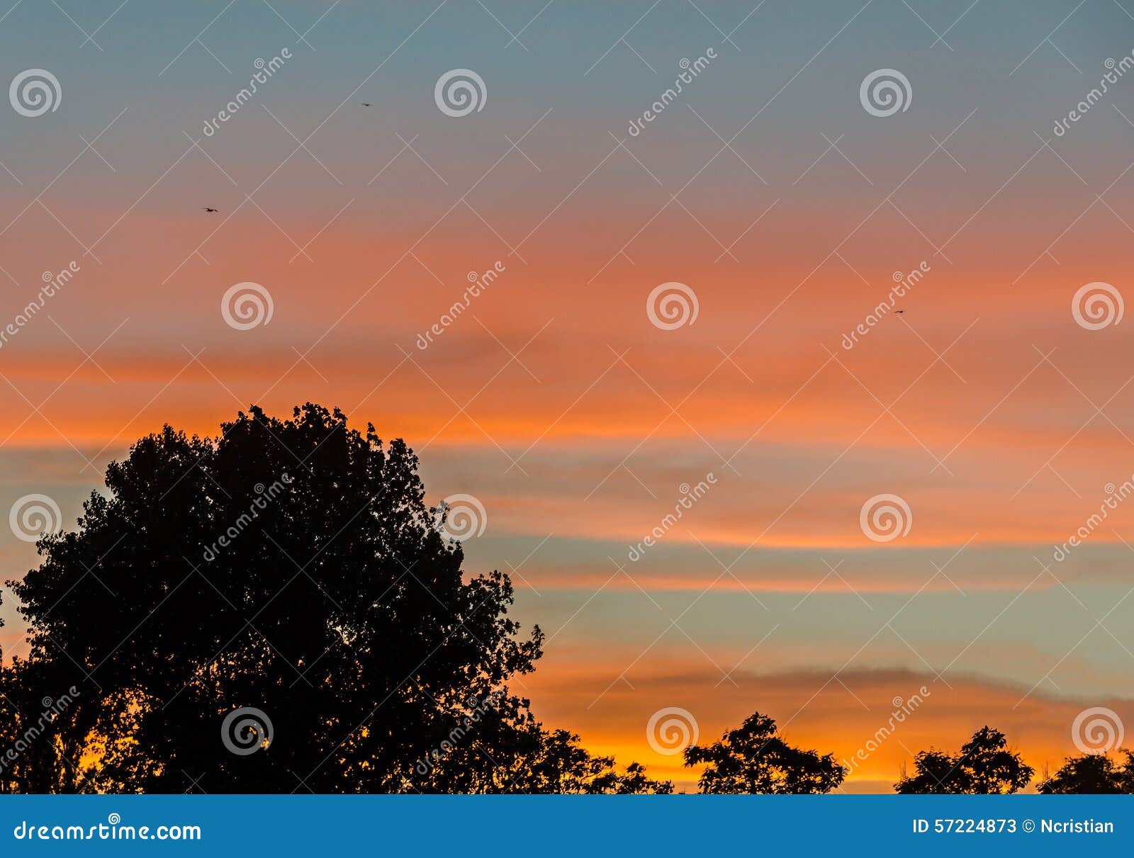 Shadowed Tree at Sunset, Orange Sky, Close Up, Landscape. Stock Image ...