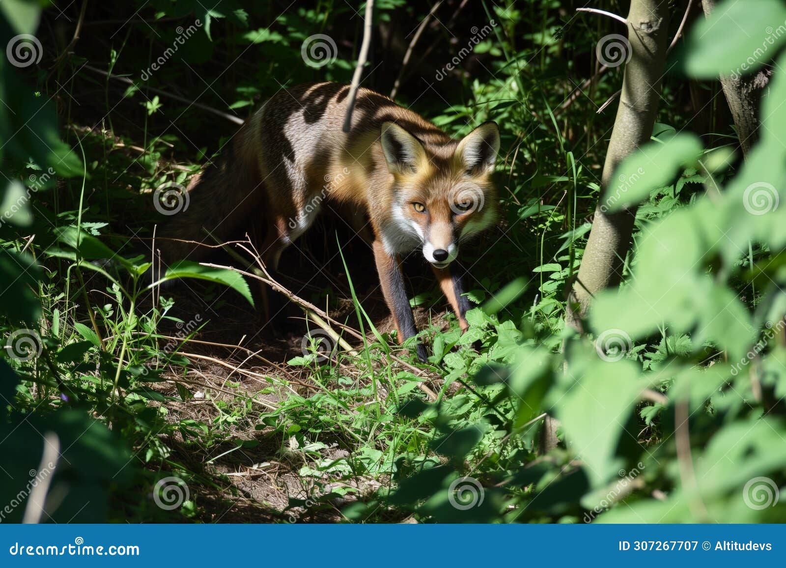 Shadowed Underbrush, Spotting a Foxs Den from Afar Stock Image - Image ...